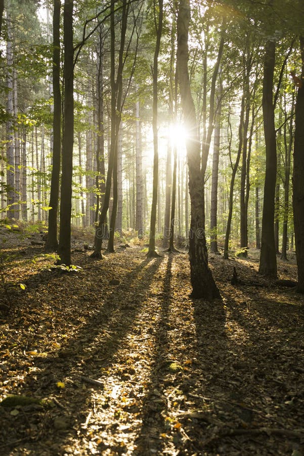 Sunrise Throught the Autumn Woods Stock Image - Image of sunrise ...