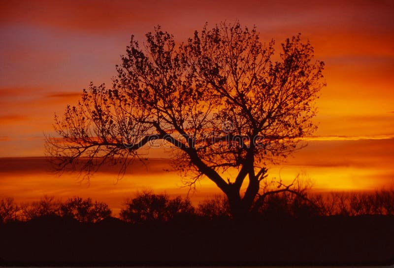 Sunrise and tree stock image. Image of winter, morning - 2068111