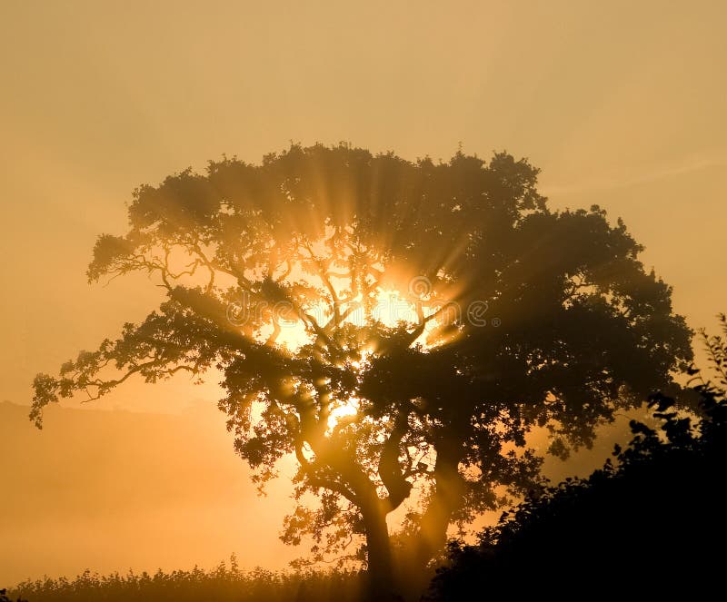 628,415 Sunrise Tree Photos - Free & Royalty-Free Stock Photos from ...