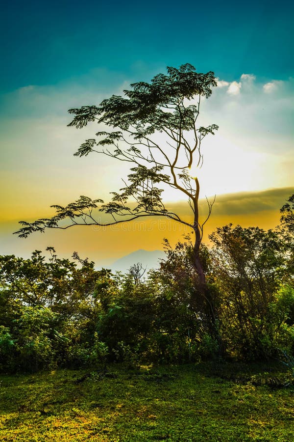 Sunrise and tree stock image. Image of scenic, glow, sunset - 47993019