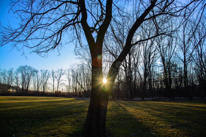 Sunrise through tree stock image. Image of tree, green - 53852685
