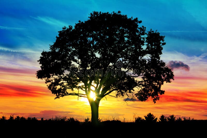 Sunrise with tree. stock photo. Image of summer, field - 85409068