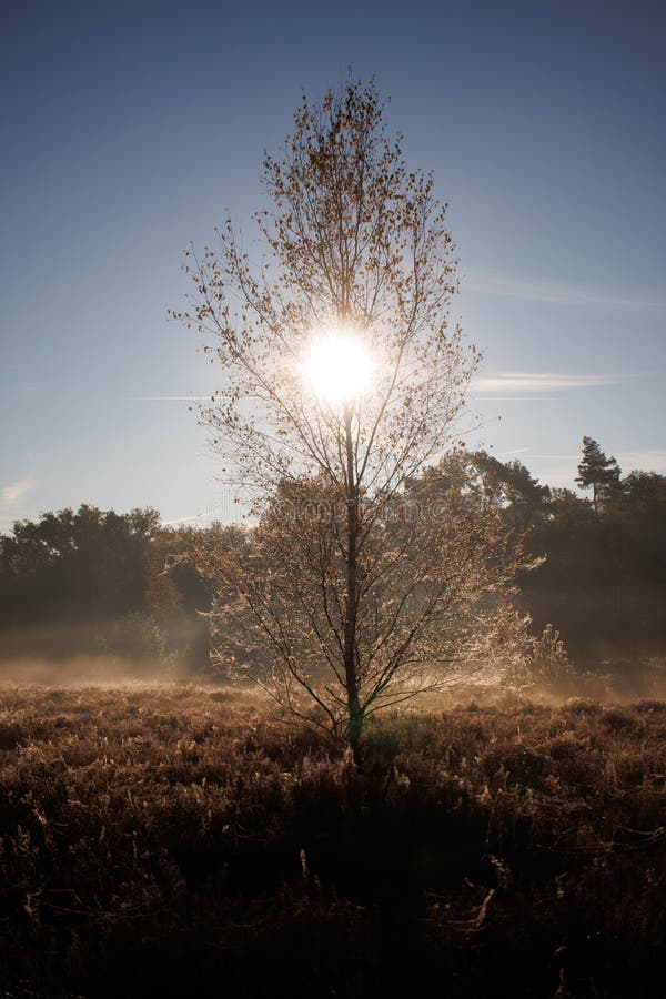 Sunrise through a tree stock image. Image of mist, sunrise - 276998379
