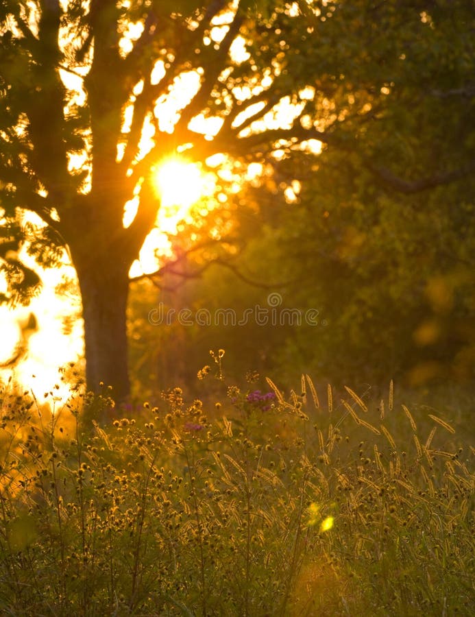 Sunrise Trees 2 stock photo. Image of sunrise, branches - 28561414