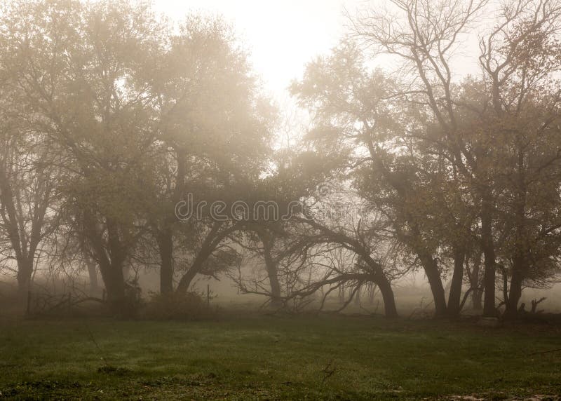 Foggy Fall Morning stock image. Image of spooky, limb - 1392455