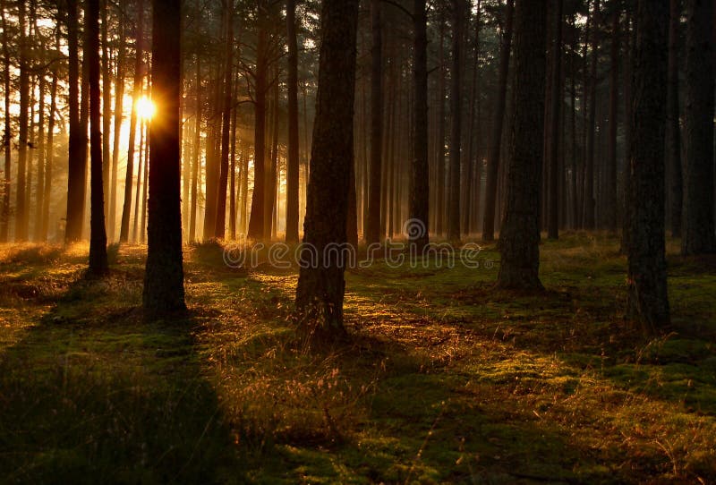 Sunrise through the Trees in a Forest Stock Photo - Image of energy ...