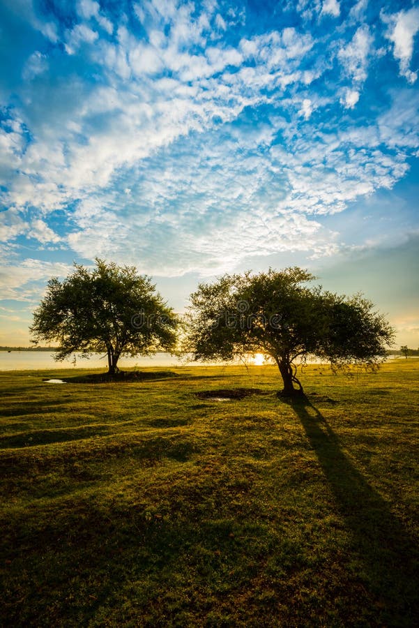 Sunrise, trees and grass stock image. Image of early - 75942055