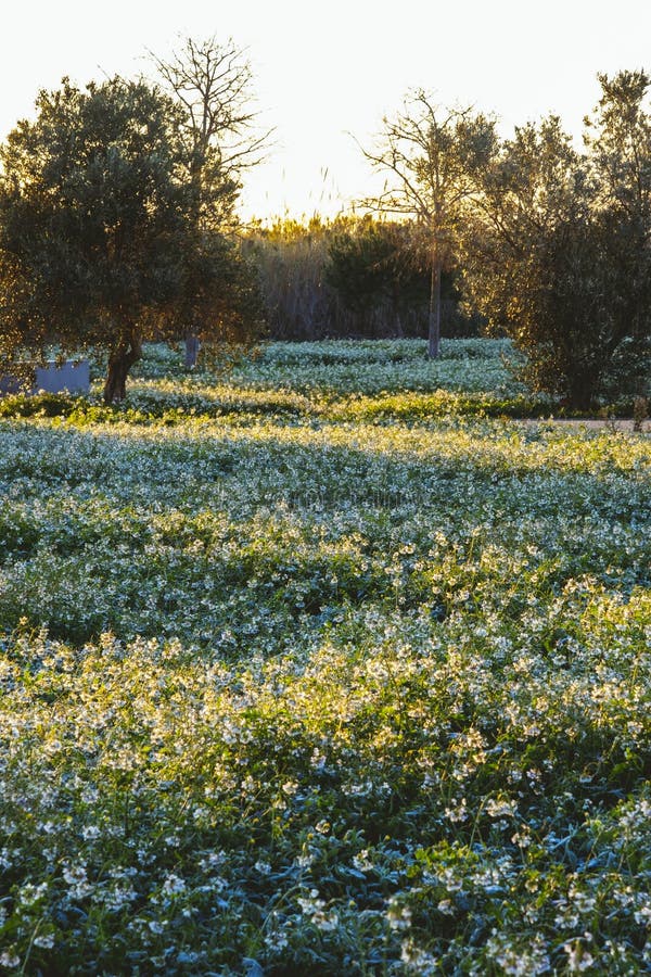 Sunrise between the Trees with White Flowers Around Stock Image - Image ...