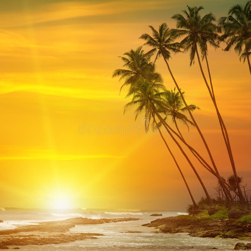 Sunrise, Tropical Palm Trees and Ocean Stock Image - Image of daylight ...