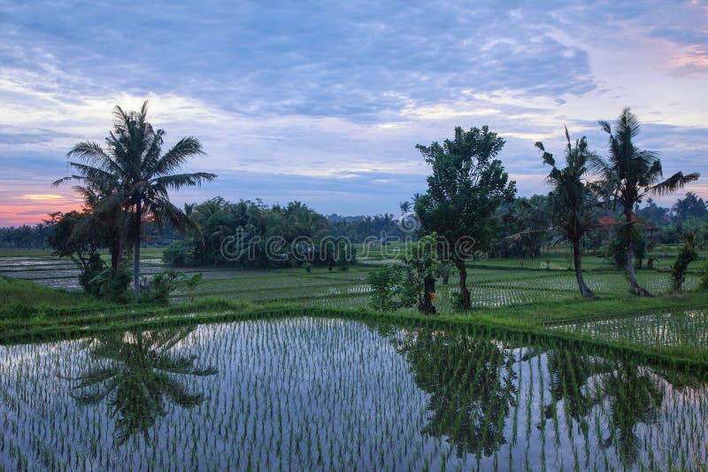 Sunrise. Tropical Plants and a Palm Tree with Coconuts are Reflected in ...
