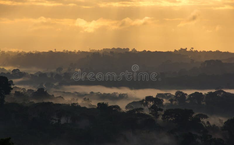 Sunrise View of Amazon Rainforest Stock Image - Image of natural ...
