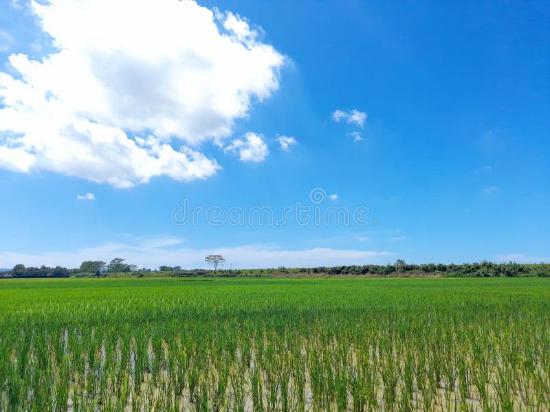 Sunrise. View of Fresh Green Rice Fields and Plants Against a Beautiful ...