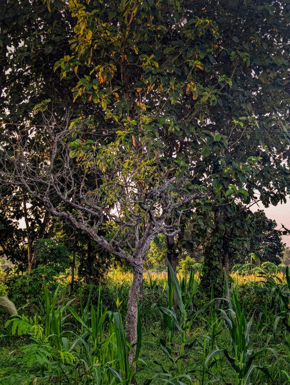 Sunrise View Over a Large Field, Possibly a Corn Field Visible from the ...