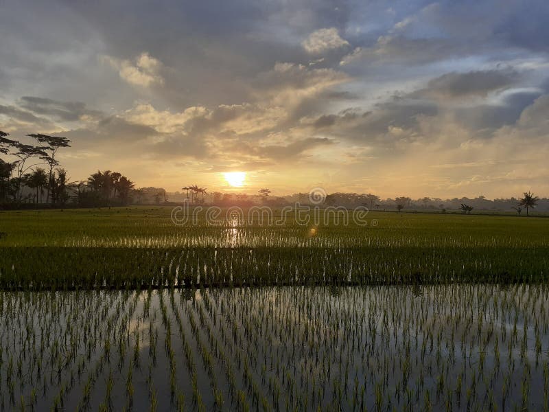 A Sunrise View in the Rice Farm Stock Image - Image of pagi, farm ...