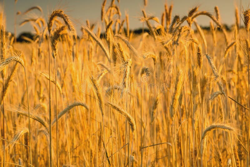 Sunrise in the wheat field stock image. Image of sunrise - 56964373