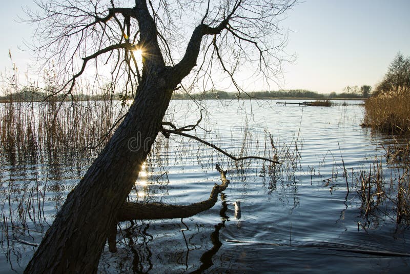 Suns Behind a Tree by the Water Stock Image - Image of evening, shine ...