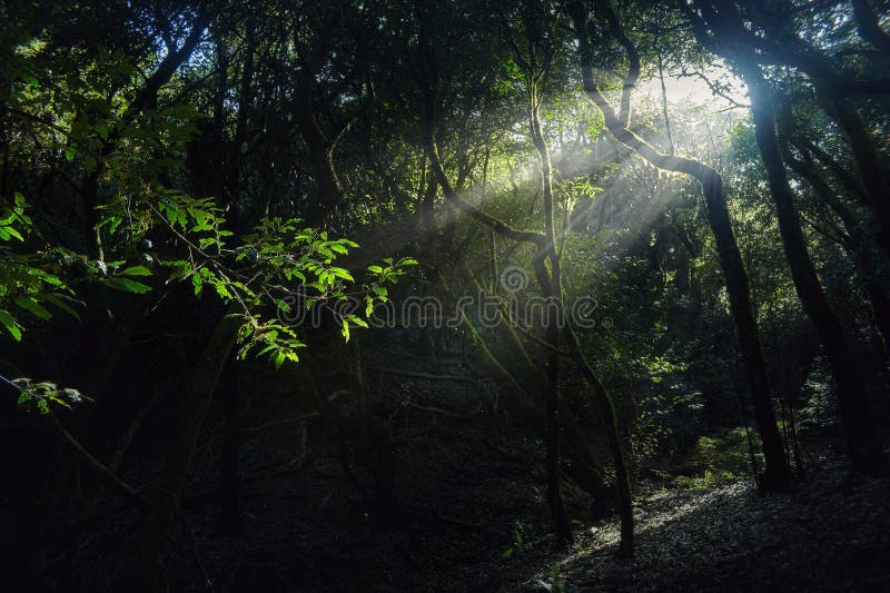 Suns Rays Filter through the Dense Canopy of Trees in the Forest ...