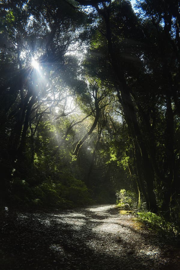 Suns Rays Penetrate the Dense Forest Canopy, Casting Dappled Light on ...