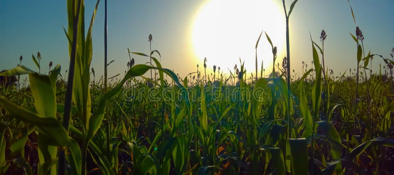 Sunsat Fasal Stock Photos - Free & Royalty-Free Stock Photos from ...