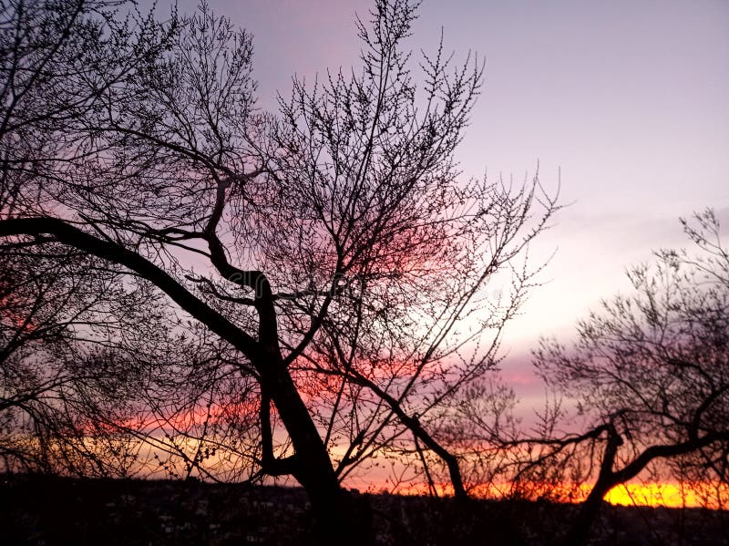 Sunset, Very Beautiful Sky, Trees in Shadows Stock Photo - Image of ...