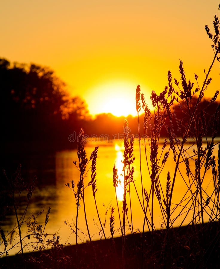 Sunset stock image. Image of weed, dusk, river, tree - 12327585