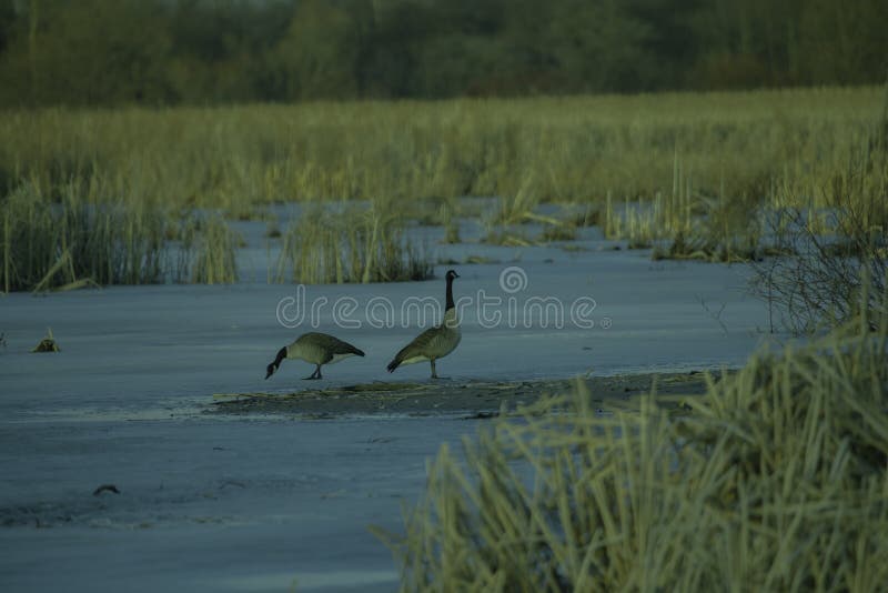 Canada Geese on an Icy Marsh Stock Photo - Image of frozen, wildlife ...