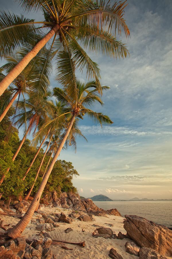 Coconut sunset stock photo. Image of bliss, afterglow - 1966372