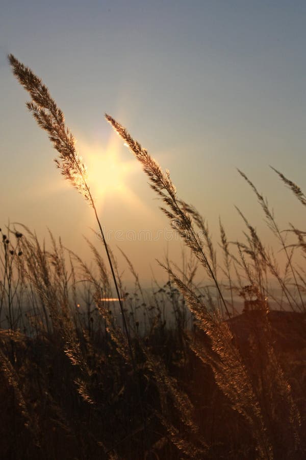 Sunset stock photo. Image of weed, yellow, nature, flora - 25334746