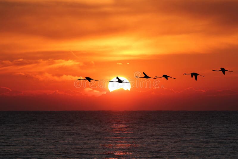 1,474 Pink Flamingos Sunset Photos - Free & Royalty-Free Stock Photos ...