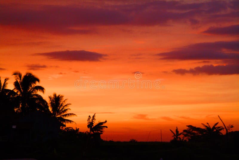 Sunset stock photo. Image of noon, landscape, plant, scene - 4791610