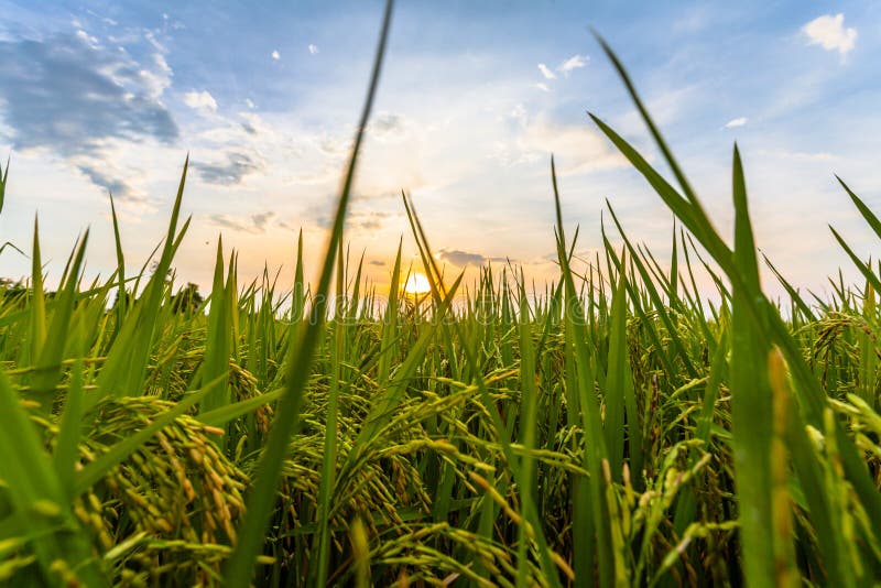 Sunset above rice fields. stock image. Image of field - 94195347
