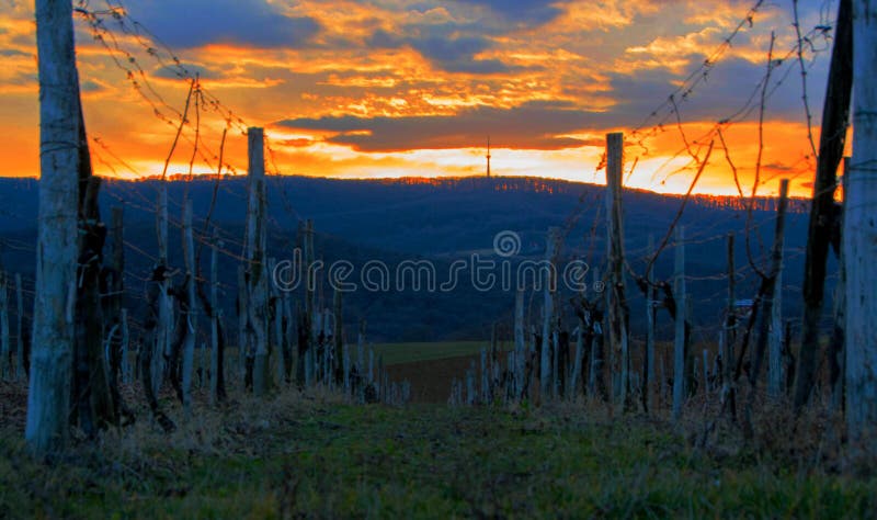 Sunset above the vineyard stock photo. Image of cloud - 109132096