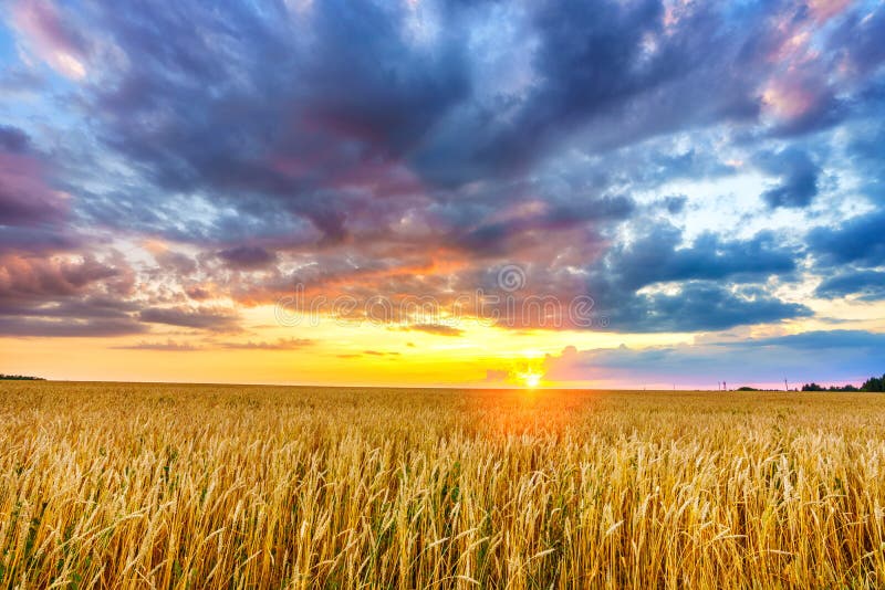 Sunset Above the Wheat Field Stock Image - Image of landscape ...