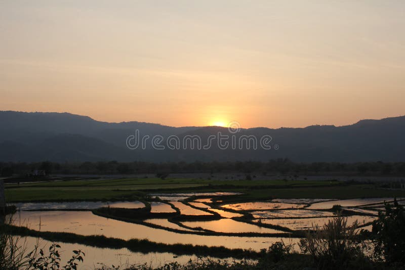 Sunset stock image. Image of sunset, rice, reflection - 53561919