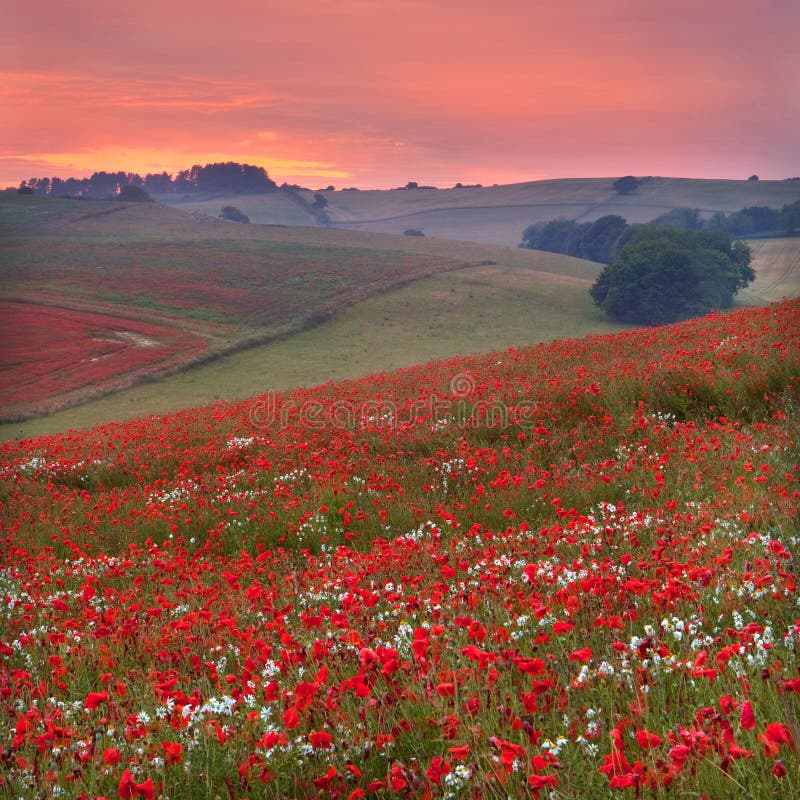 Romantic poppy field stock photo. Image of poppies, blooming - 2307086