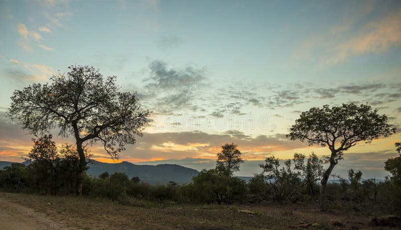 Sunset in the African bush stock image. Image of tree - 74228537