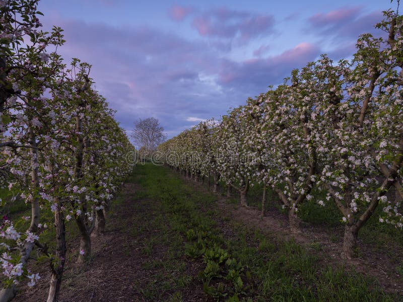 Sunset,aisle of Fruit Trees in Bloom with No One Stock Photo - Image of ...