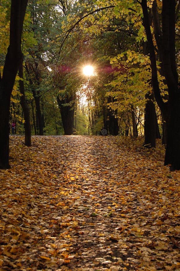 Sunset alley stock photo. Image of autumn, orange, branches - 16108012