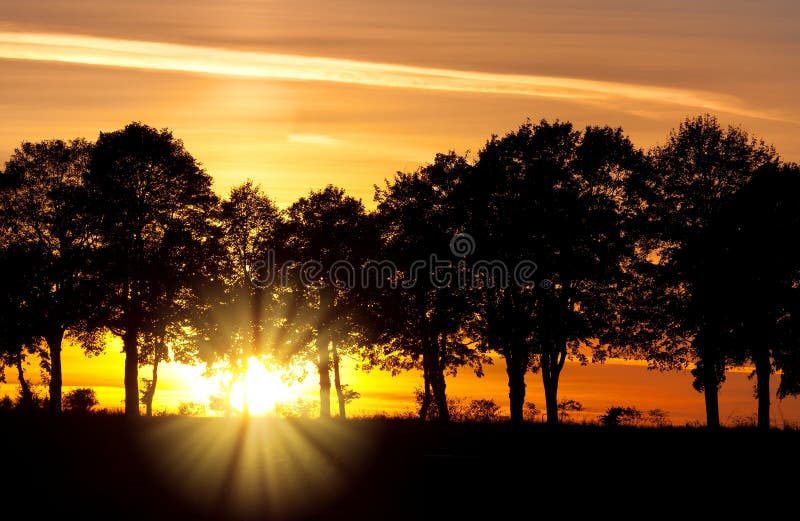 Sunset with Alley of Lime Tree Stock Image - Image of landscape, sepia ...