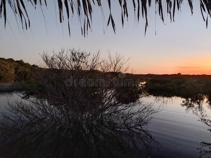 Sunset in the Amazon Jungle Stock Image - Image of brasil, observation ...