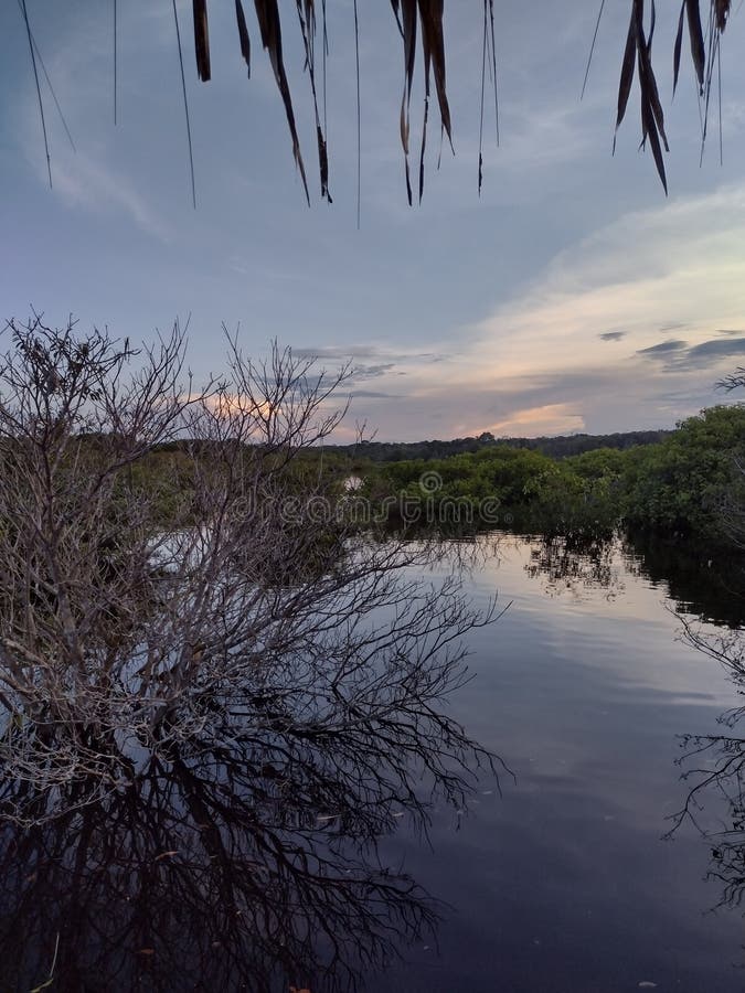 Sunset in the Amazon Rainforest Stock Image - Image of sunset, jungle ...