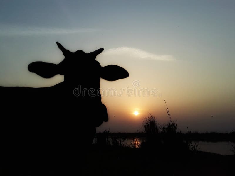 Sunset animal cow pics stock image. Image of click, animal - 123995759