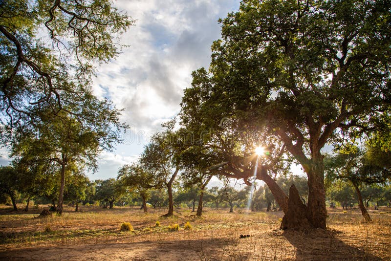 Sunset through the Anna Trees in Mana Pools Stock Photo - Image of ...