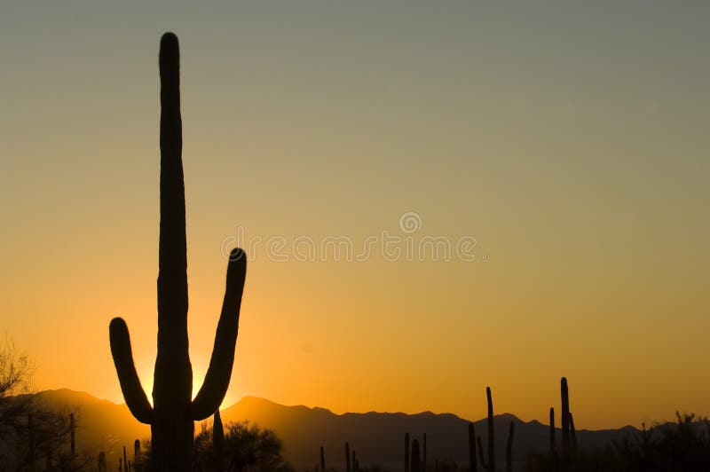 Phoenix/Arizona: Illuminated Chihuly Exhibit-Icicle Tower Editorial ...