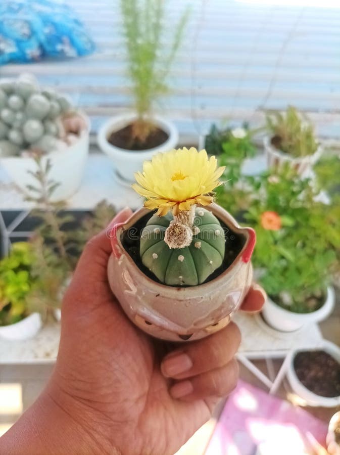 The sunset astro flower stock image. Image of centrepiece - 268906217