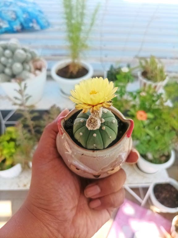 The sunset astro flower stock image. Image of centrepiece - 268906217