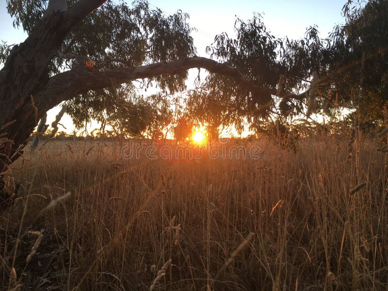 Sunset in Australian Bush Landscape Stock Image - Image of bush, grass ...