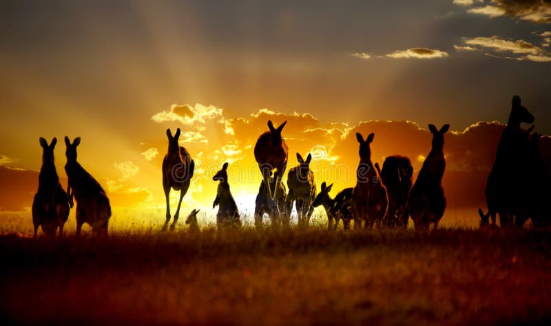 Sunset Australian Outback Kangaroo Stock Photo - Image of orange, dusk ...