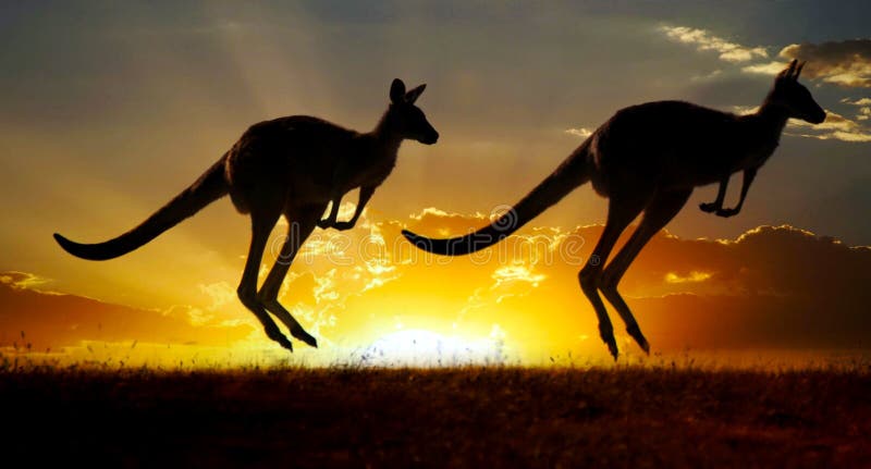 Sunset Australian Outback Kangaroo Stock Illustration - Illustration of ...