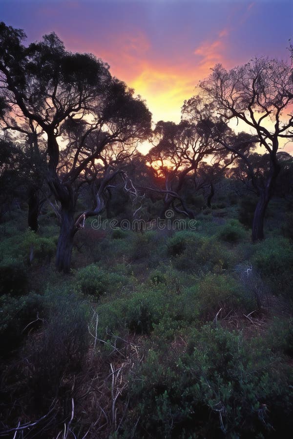 Sunset in the Australian Bushland, with Trees and Bushes Stock ...